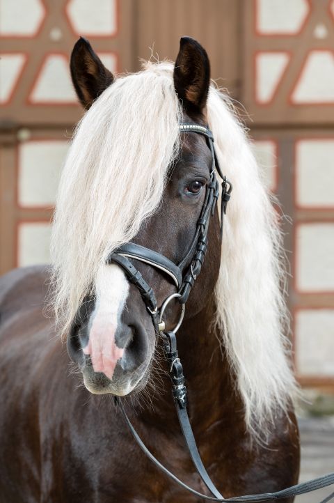 Rubinrot - Infodienst - Haupt- und Landgestüt Marbach